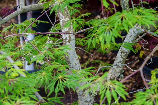 Acer Japonicum Green Cascade