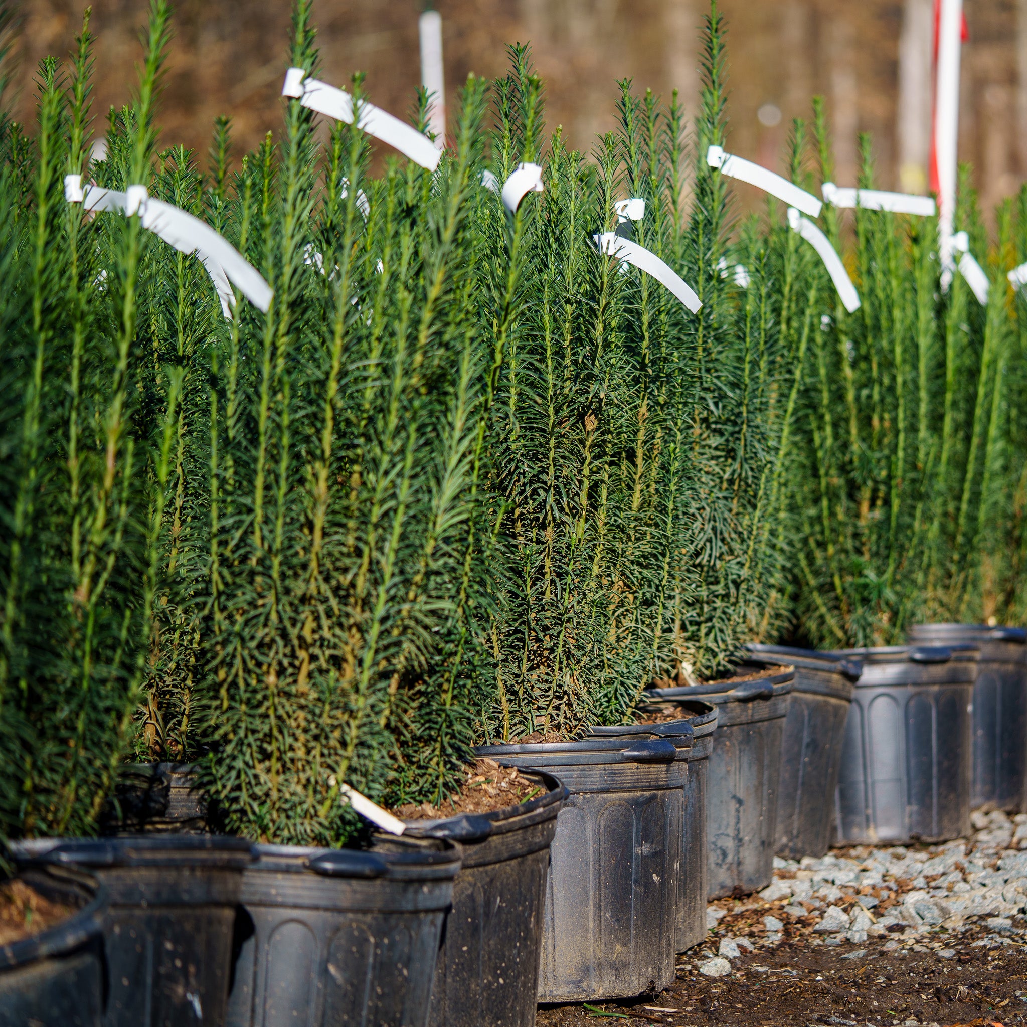 Upright Japanese Plum Yew